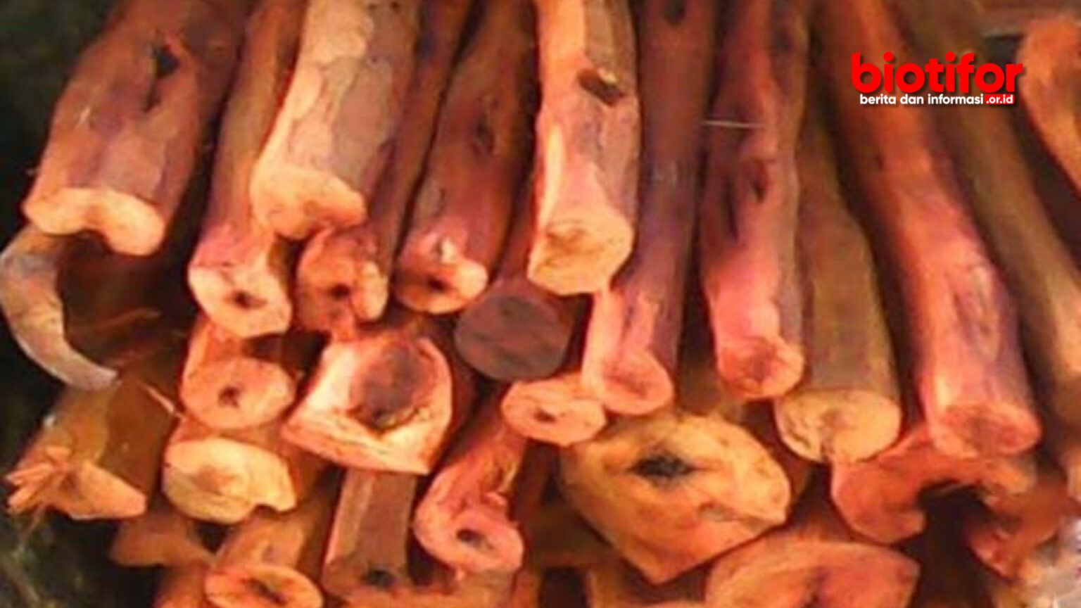 Efek Samping Kayu Secang, Membuka Rahasia - Biotifor