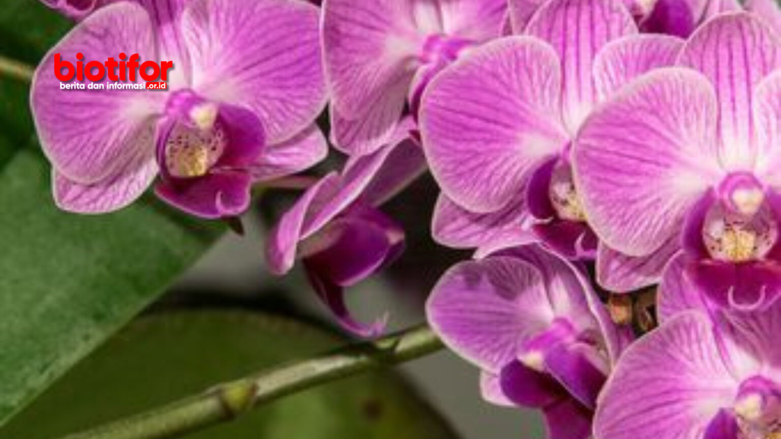 Berapa Lama Bunga Anggrek Mekar: Misteri di Balik Keindahan