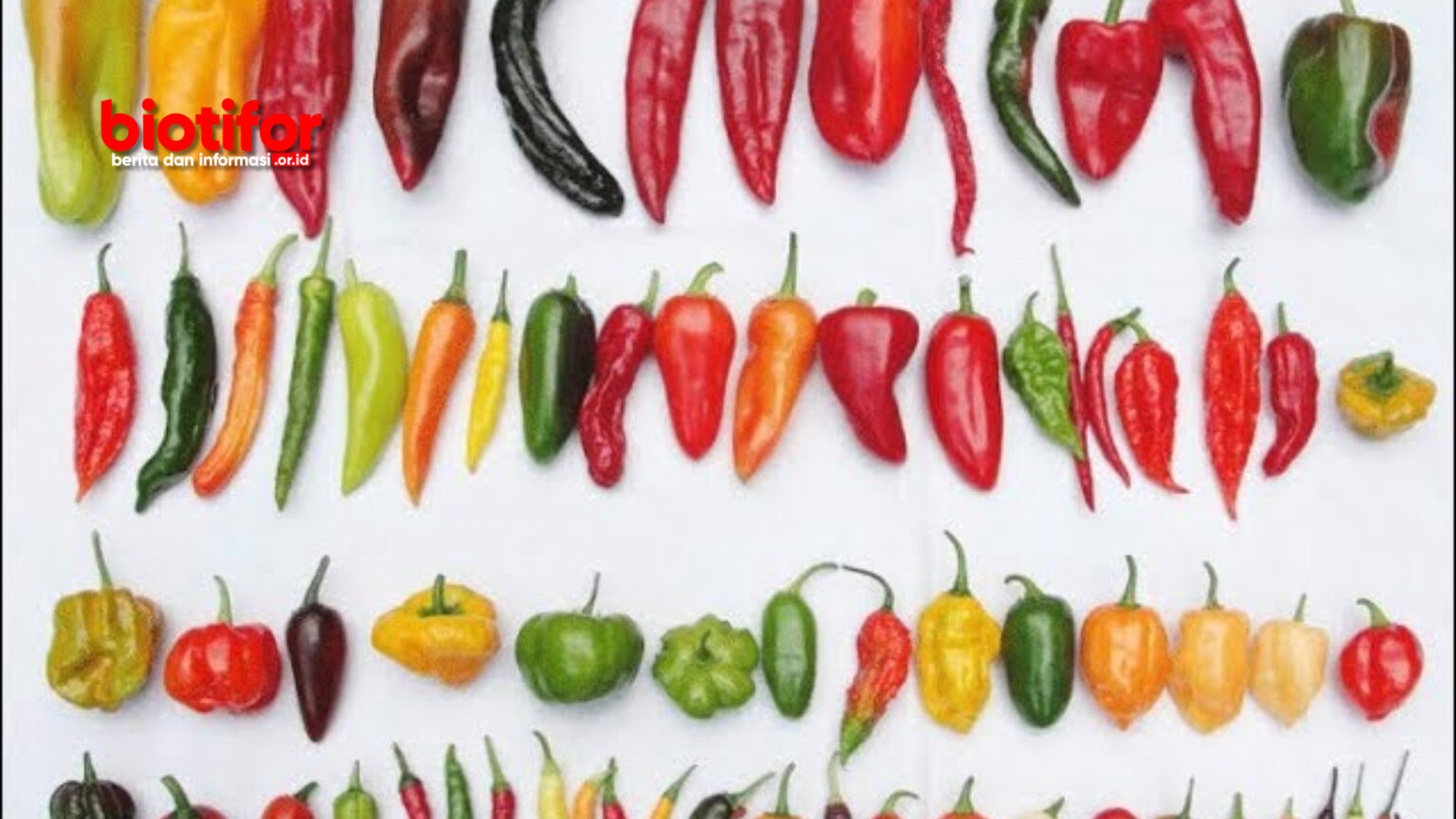 Mengenal Jenis-Jenis Cabai: Khasiat, Keunikan, dan Manfaatnya