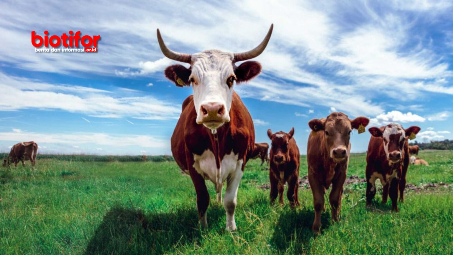 Manfaat Sapi bagi Manusia: Segudang Manfaat yang Tak Terbantahkan
