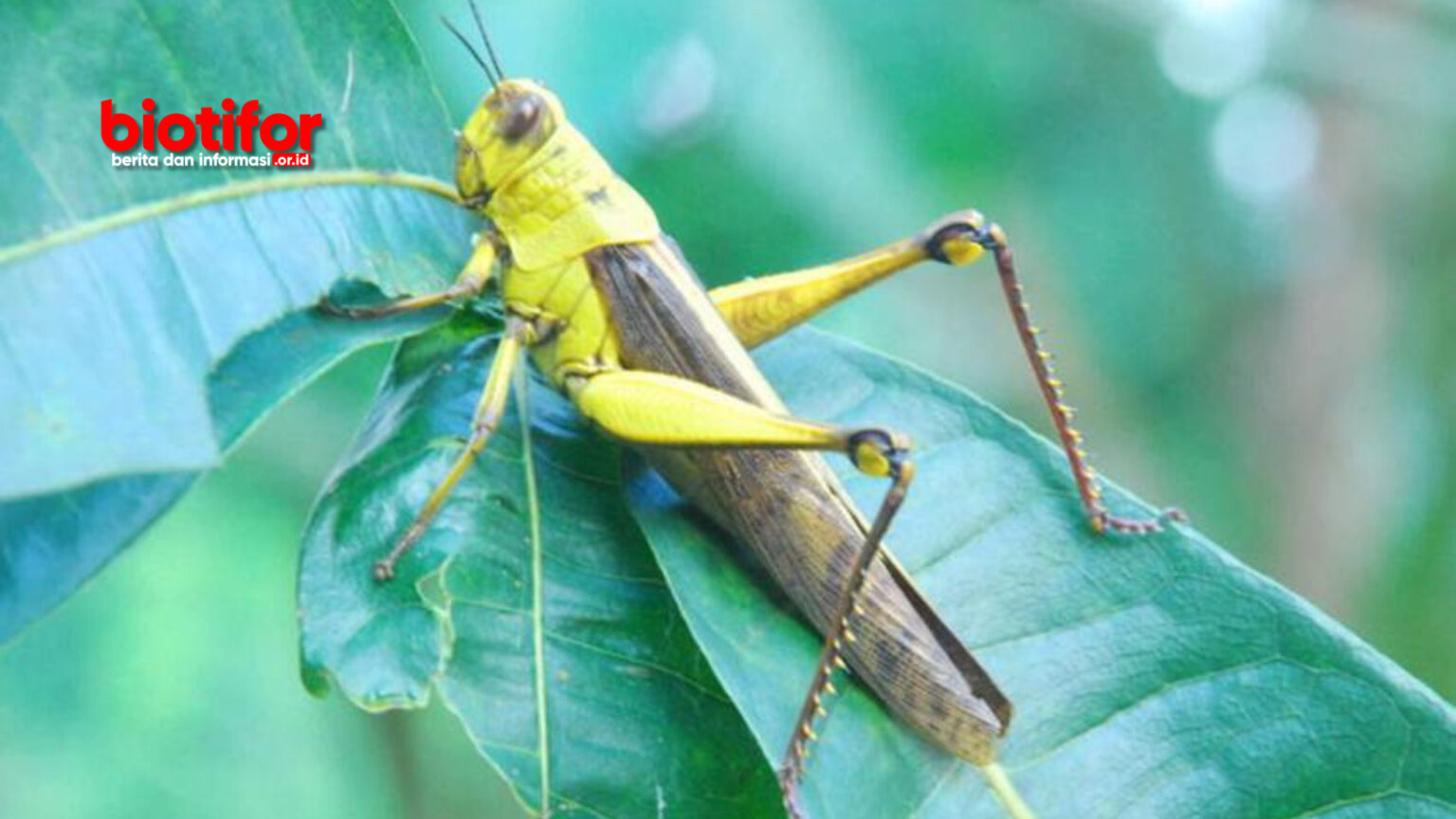 Cara Mencari Belalang Dengan Mudah Dan Cepat