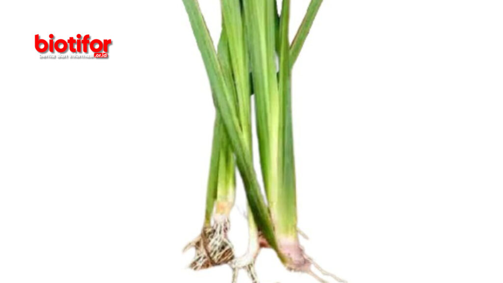 Manfaat Dlingo Bengle Untuk Kesehatan Khasiat Alami