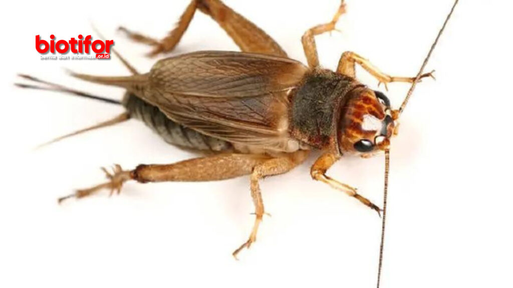 Manfaat Jangkrik Dalam Berbagai Aspek Dengan Kaya Nutrisi