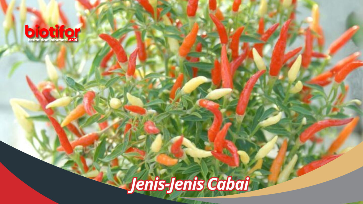 Mengenal Jenis-Jenis Cabai: Khasiat, Keunikan, dan Manfaatnya