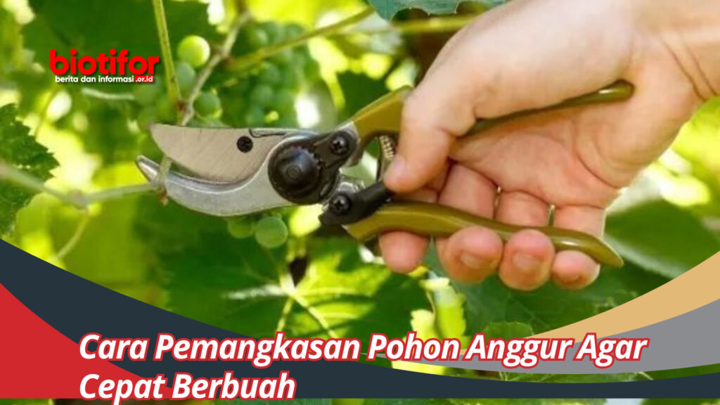 Cara Pemangkasan Pohon Anggur Agar Cepat Berbuah