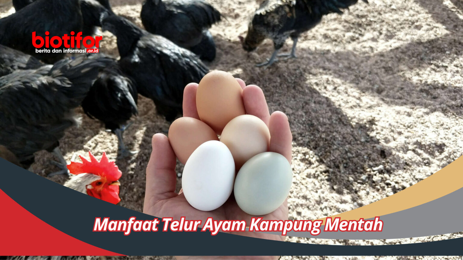 Cara Memulai Beternak Ayam Petelur Praktis dan Mudah