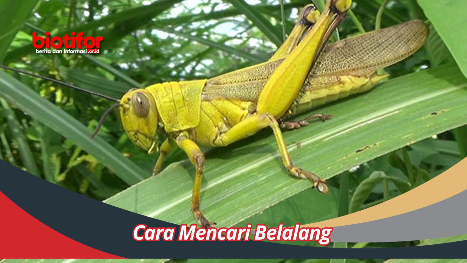 Cara Mencari Belalang Dengan Mudah Dan Cepat