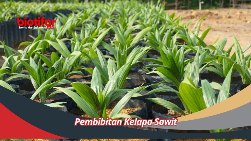 Pembibitan Kelapa Sawit: Menanam Pertumbuhan yang Berkelanjutan