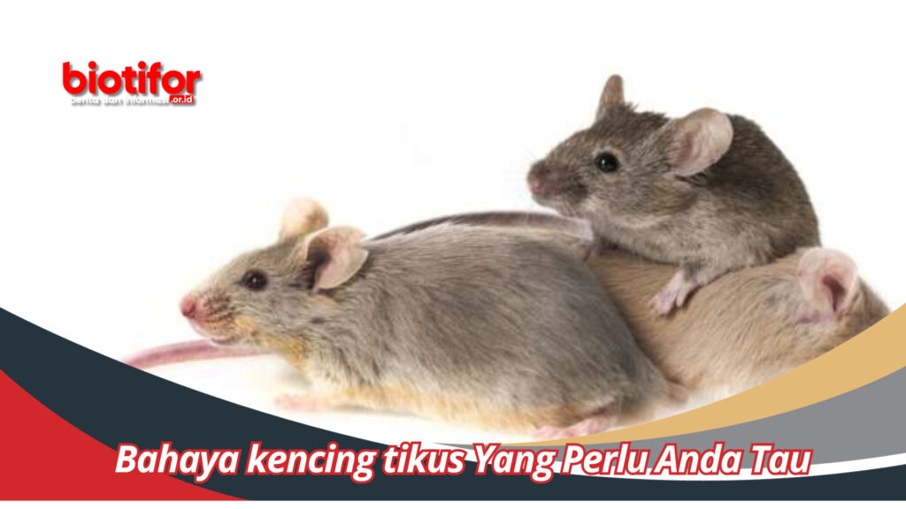 Bahaya kencing tikus Yang Perlu Anda Tau - Biotifor