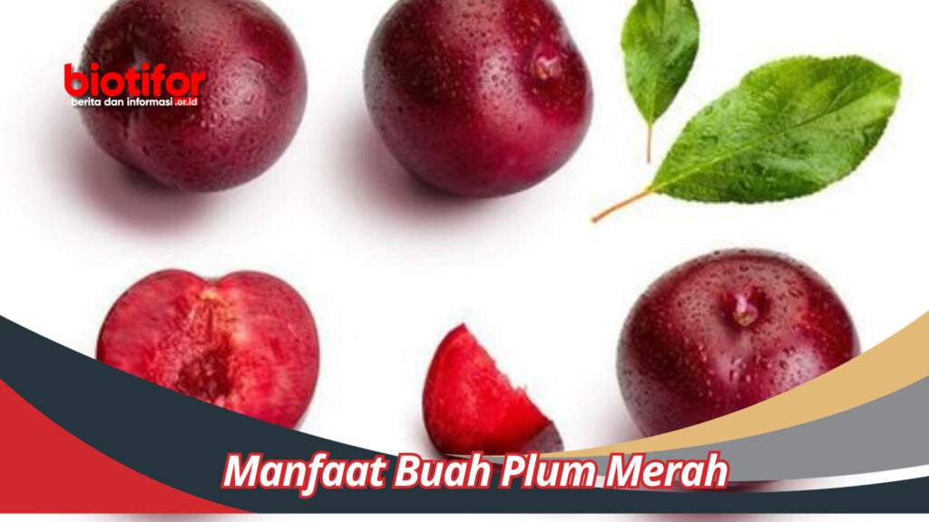 Manfaat Buah Plum Merah: Ketahui Manfaat Kesehatannya - Biotifor